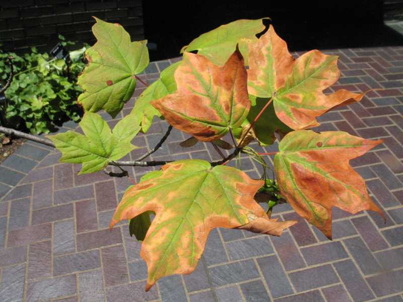 Scorch Sunburn And Heat Stress